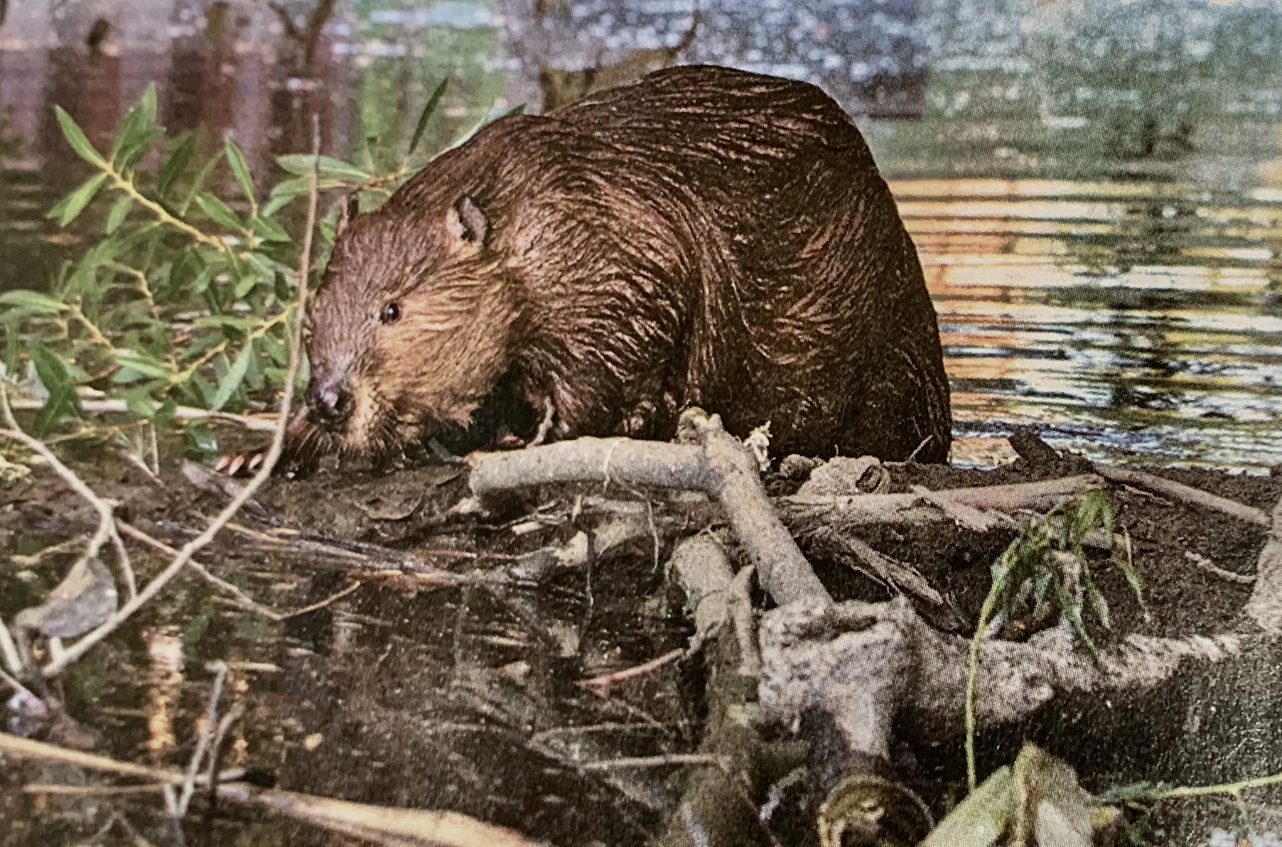 Bringing Back Beavers | A Moment with God